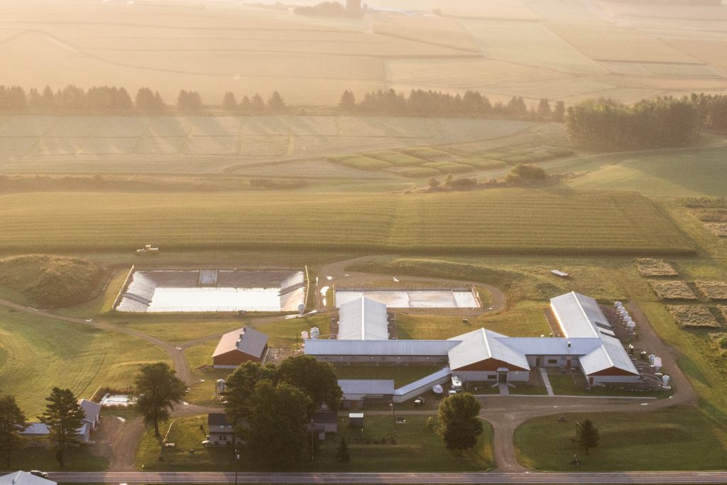 Swine Management – Animal & Dairy Sciences